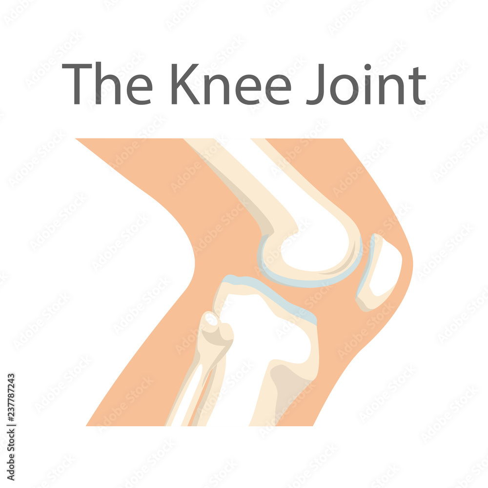 Knee Joint Clipart