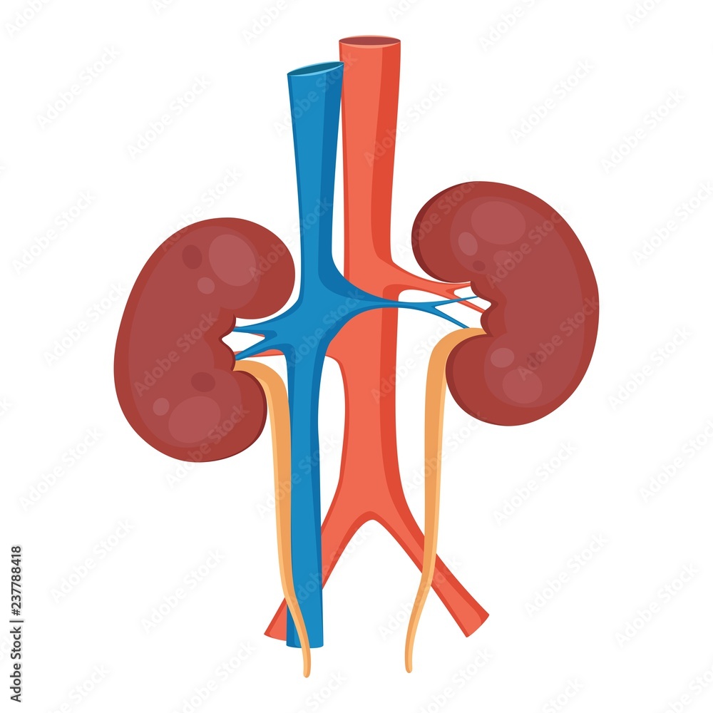 Internal Organs Kidney