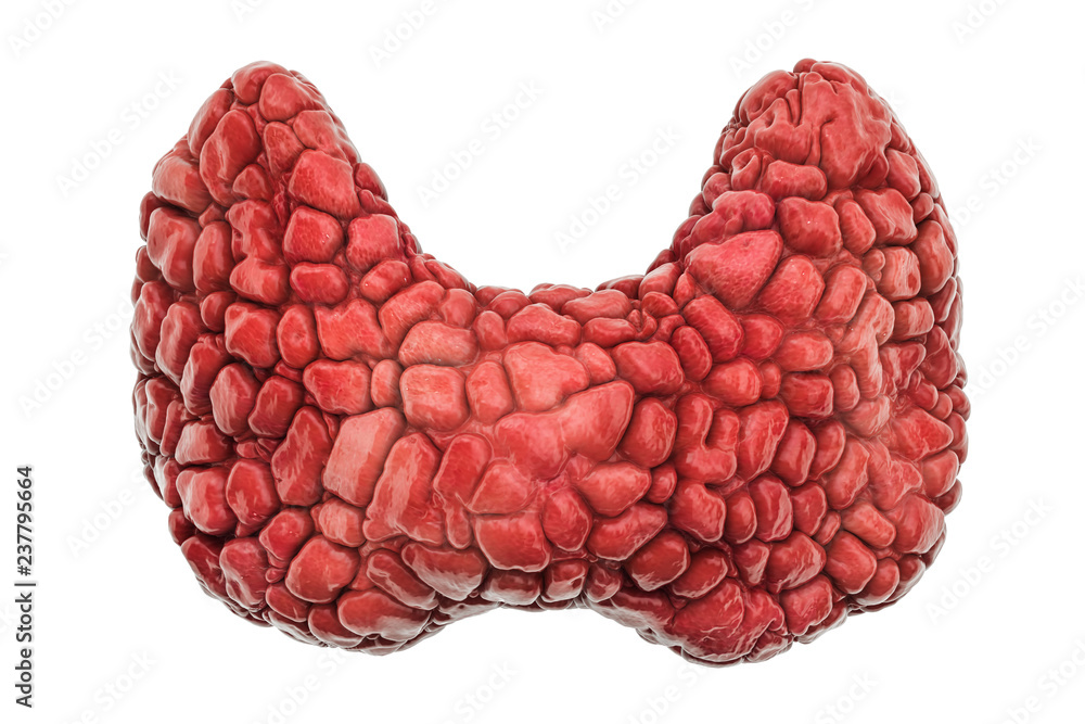 Realistic human thyroid, 3D rendering Stock Illustration | Adobe Stock