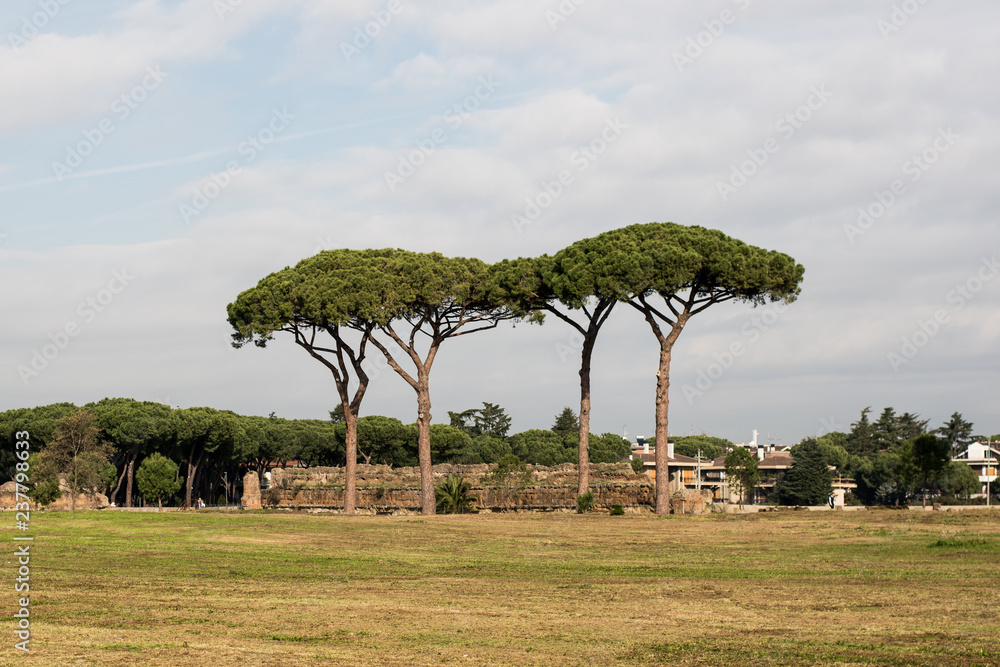 The Pines Of Rome, Also known As Pinus Pinea and Stone Pines Around ...