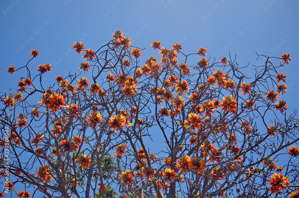 Australian native Pine Mountain Coral Tree flower inflorescence ...