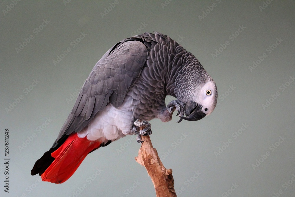 Congo African Grey Parrot Stock Photo | Adobe Stock