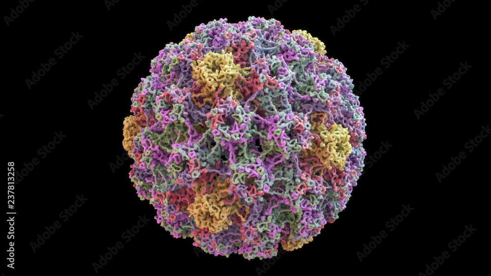 3D CG rendered image of scientifically accurate Human Papilloma Virus ...