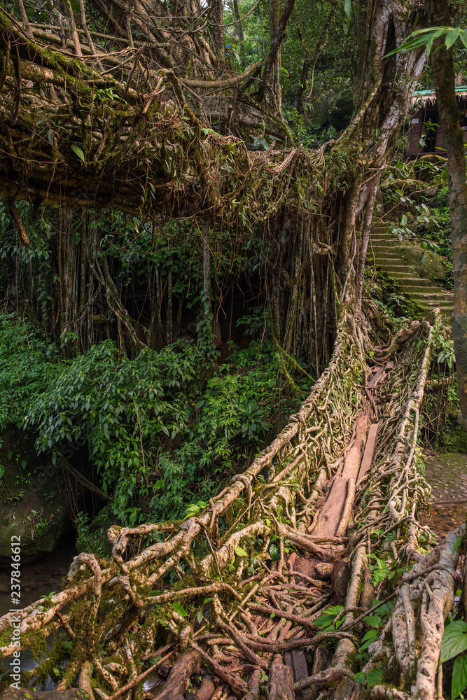 Tree Bridge India