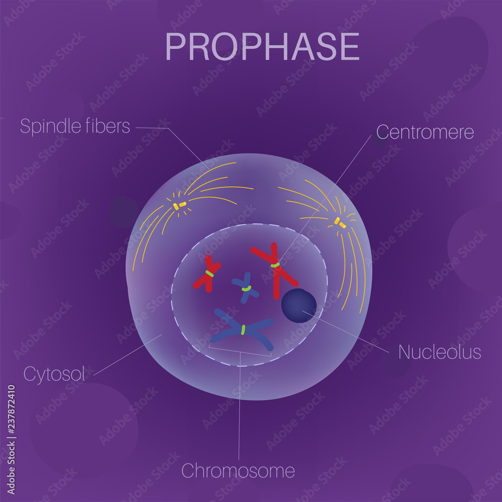 TheCellCycle-Prophase Stock Vector | Adobe Stock
