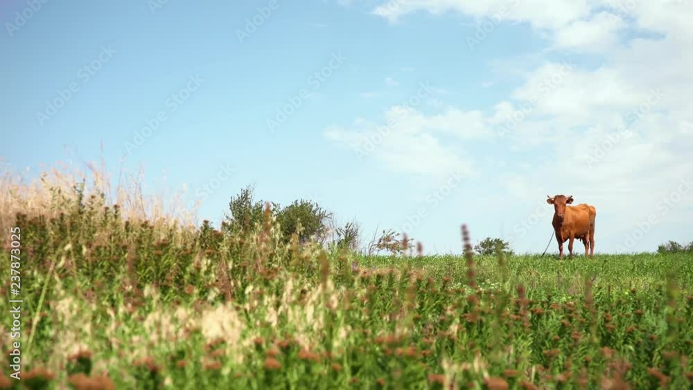 Brown cow in pasture. Milk for making cheese. Growing cows for beef ...