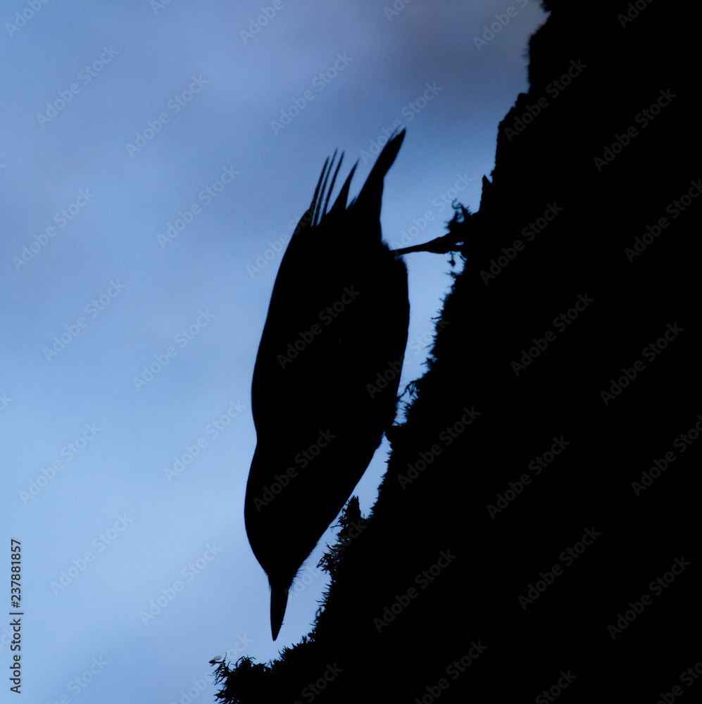 Nuthatch Silhouette