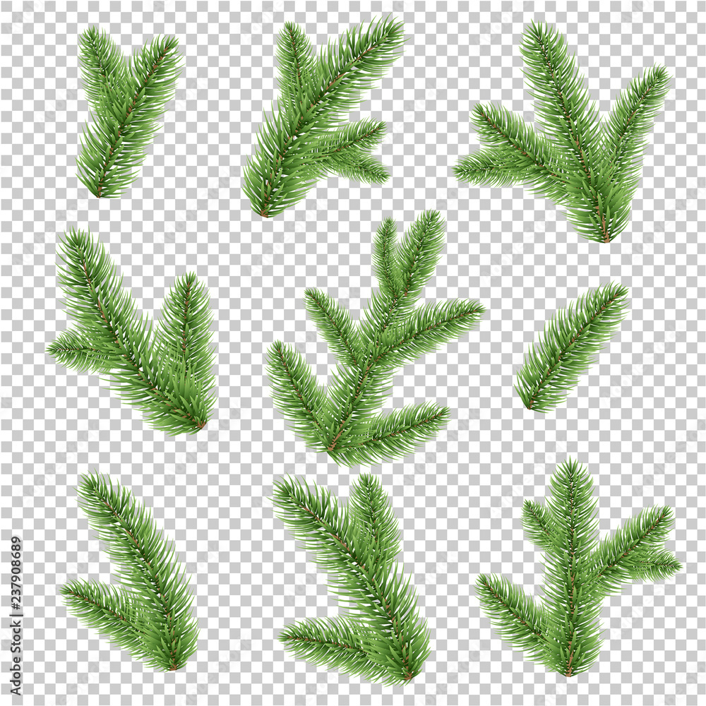 Fir-tree Branch Isolated Transparent Background Stock Vector | Adobe Stock