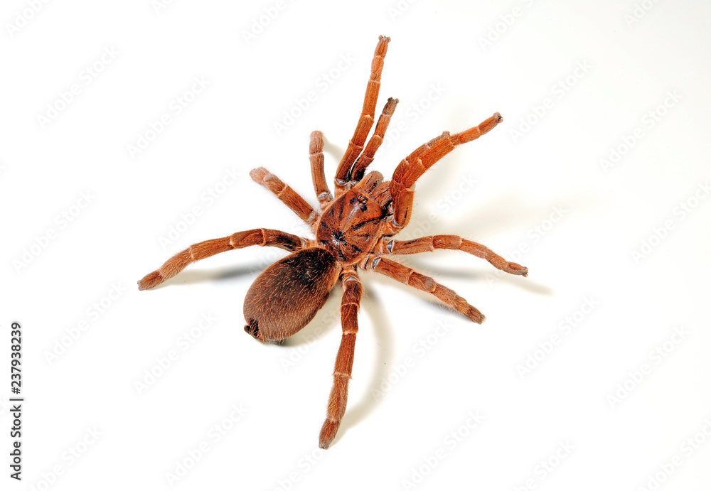 King Baboon Spider