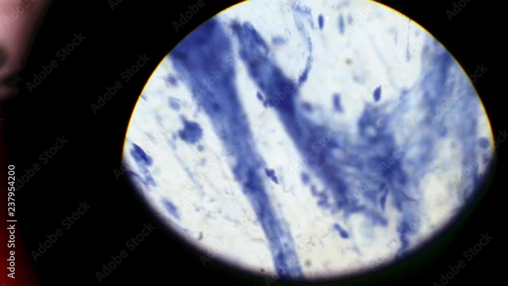 Human blood and dna laboratory, genetic laboratory, stem cells ...