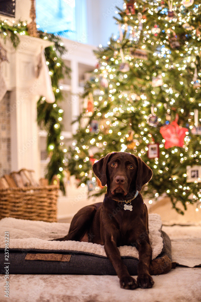 Merry Christmas Labs