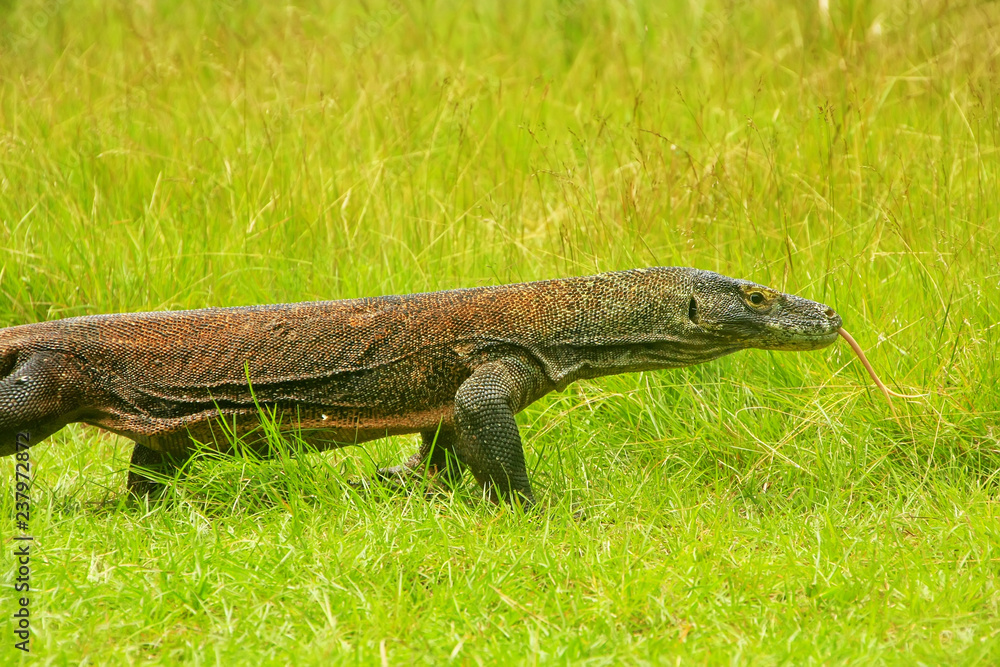 Komodo dragon walking on Rinca Island in Komodo National Park, Nusa ...