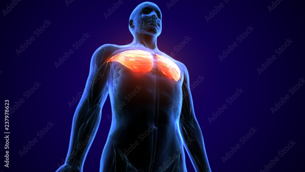 3D illustration of Pectoralis Major, Part of Muscle Anatomy. Stock ...