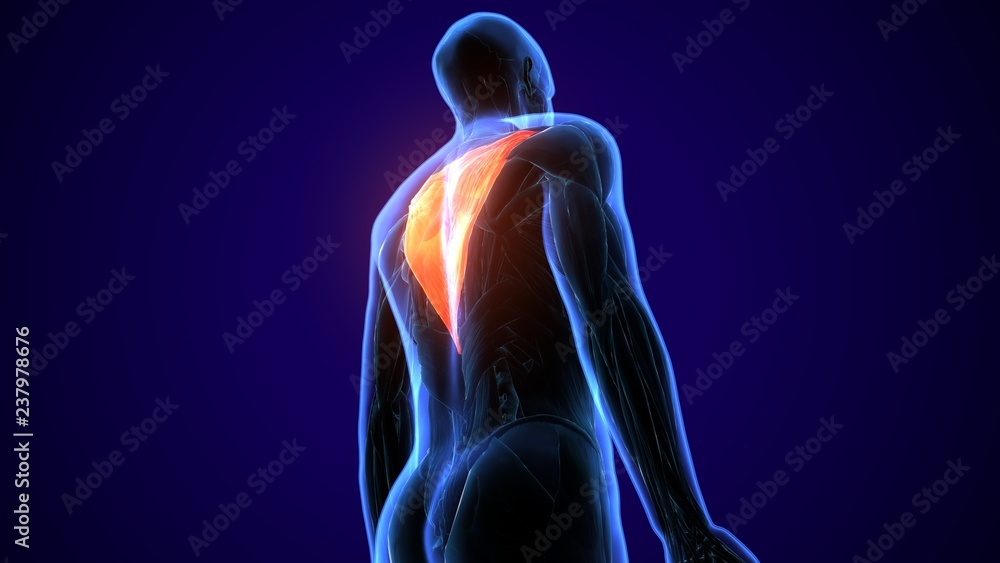 3D illustration back fit strong human anatomy or anatomical and gym ...