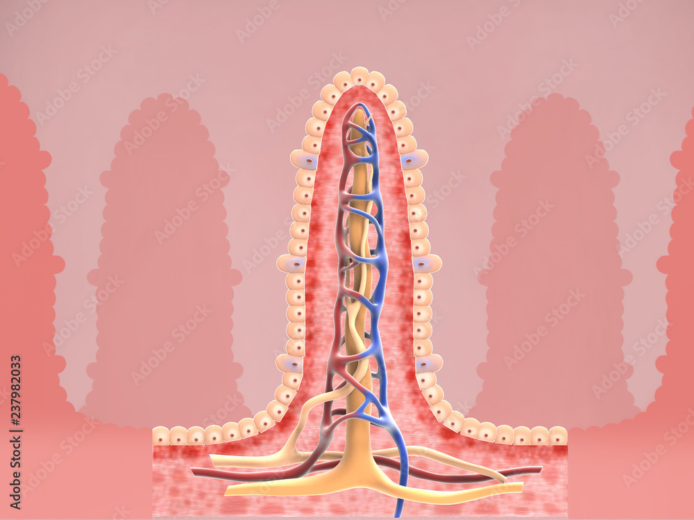 Intestinal villi anatomy, epithelial cells with micro villi and ...