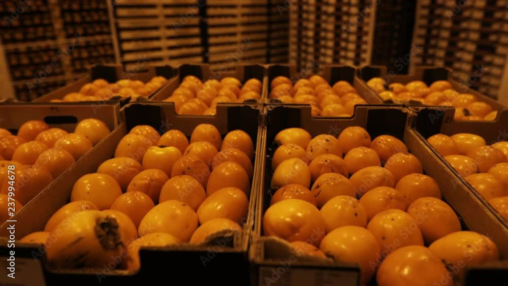 Large warehouse storage of fruits and vegetables. Transportation of ...