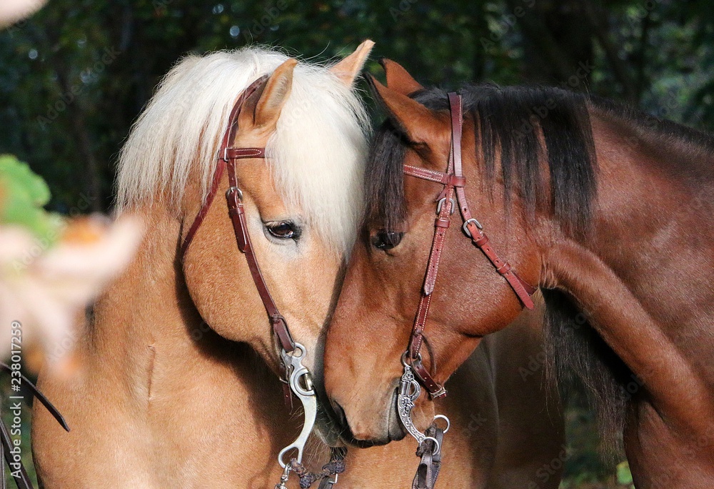 Two Horses Hugging