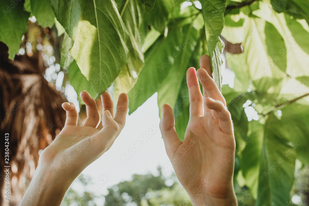 Closseup of female hand toching the leaves on a tree, closeness-to ...