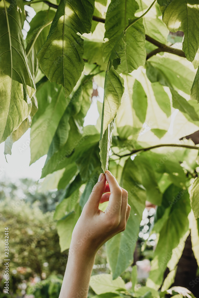 Closseup of female hand toching the leaves on a tree, closeness-to ...