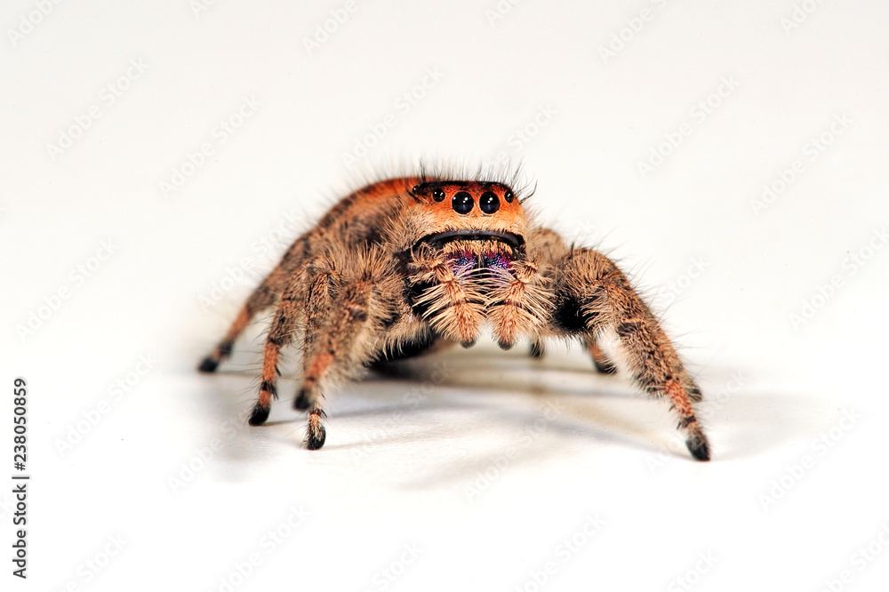 Springspinne (Phidippus regius) - regal jumping spider Stock Photo ...