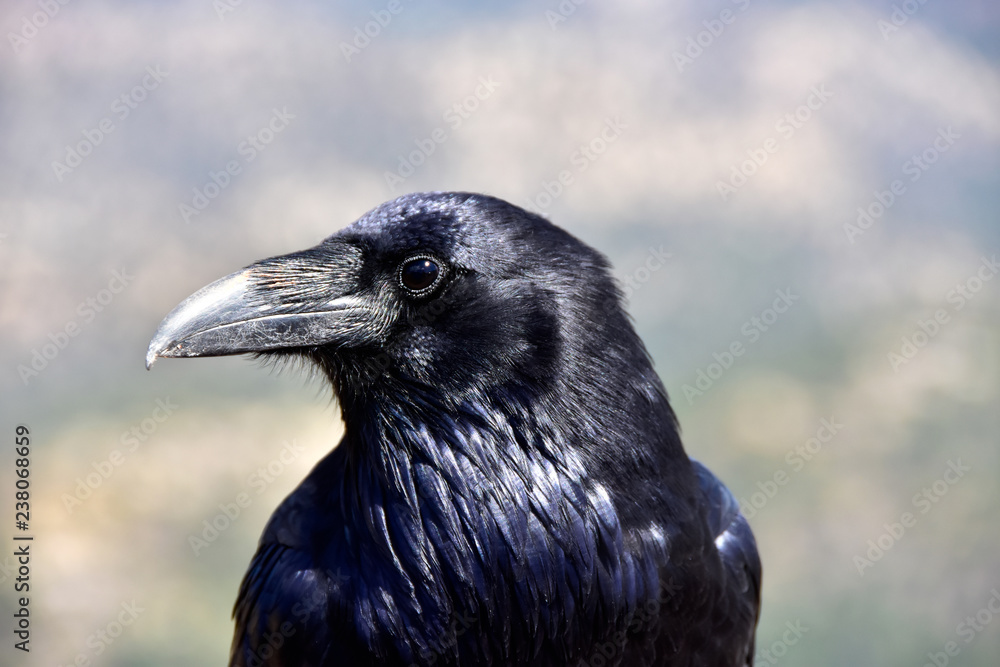 Portrait of a Raven Stock Photo | Adobe Stock