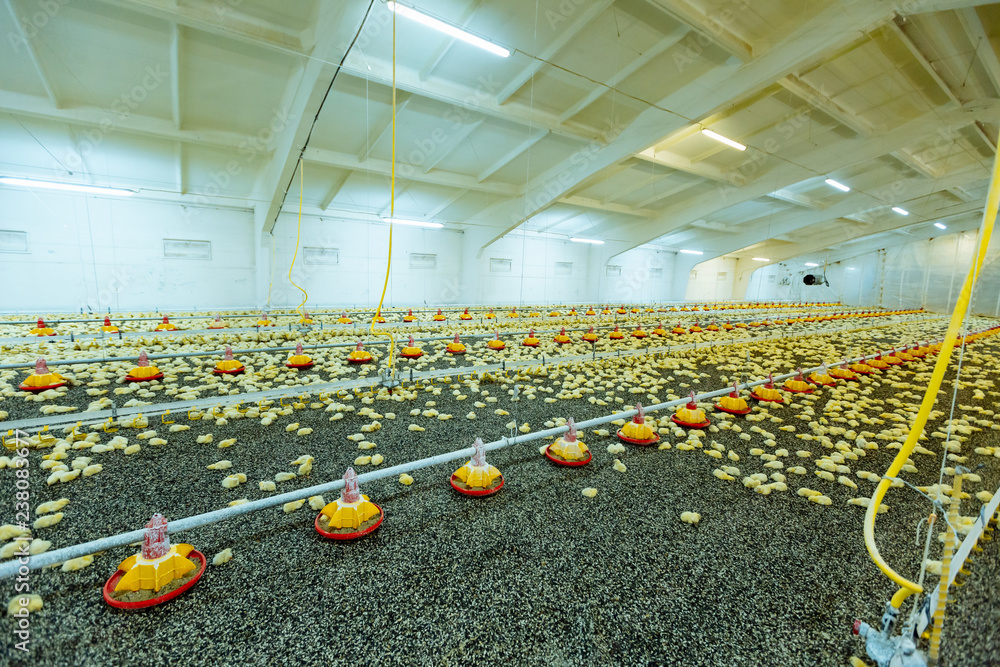 Poultry farm with yellow chicken feeding and drinking indoors. Natural ...