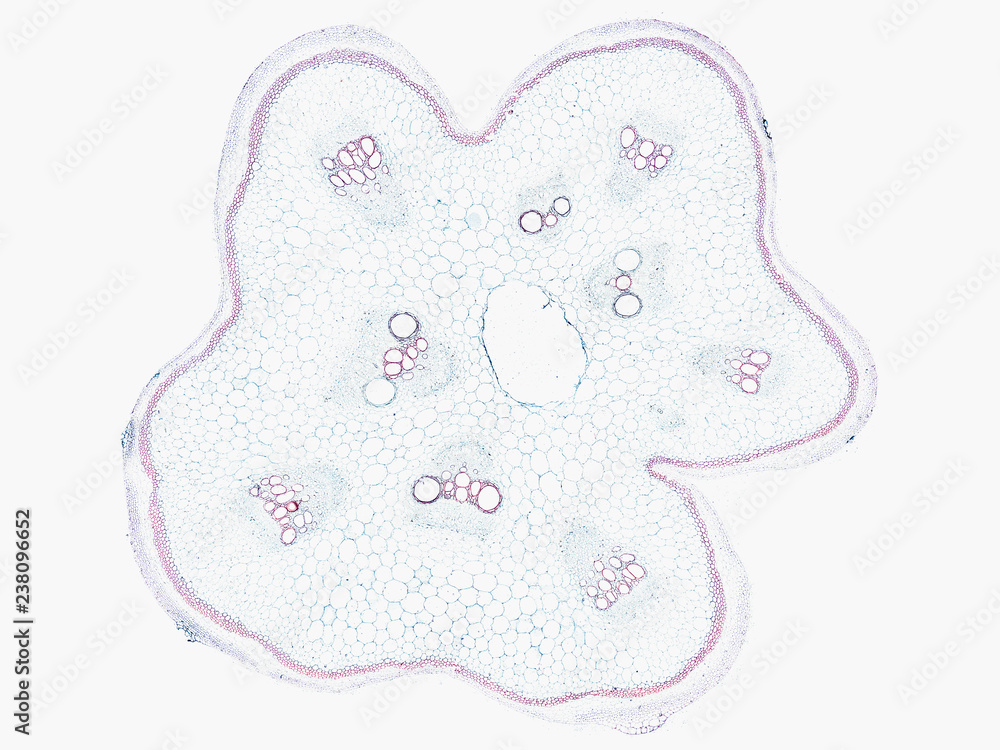 cucumis sativus cucumber stem - cross section cut under the microscope ...