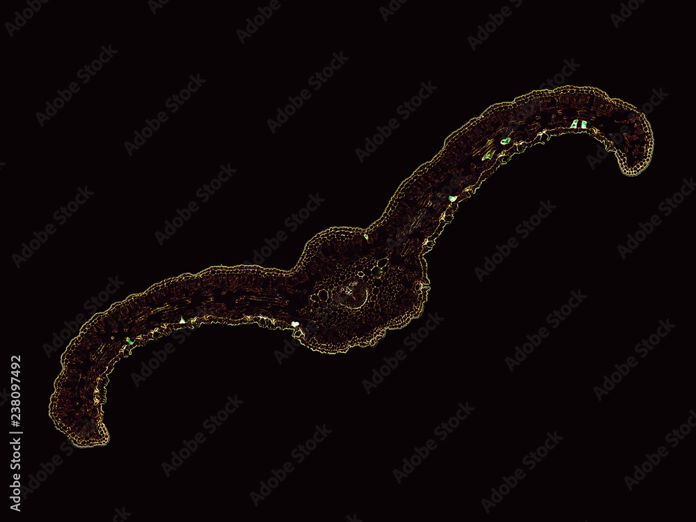 cycas revoluta - cross section cut under the microscope – microscopic ...