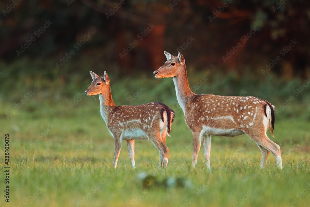 Doe and fawn fallow deer, dama dama, in autumn colors in last sunrays ...