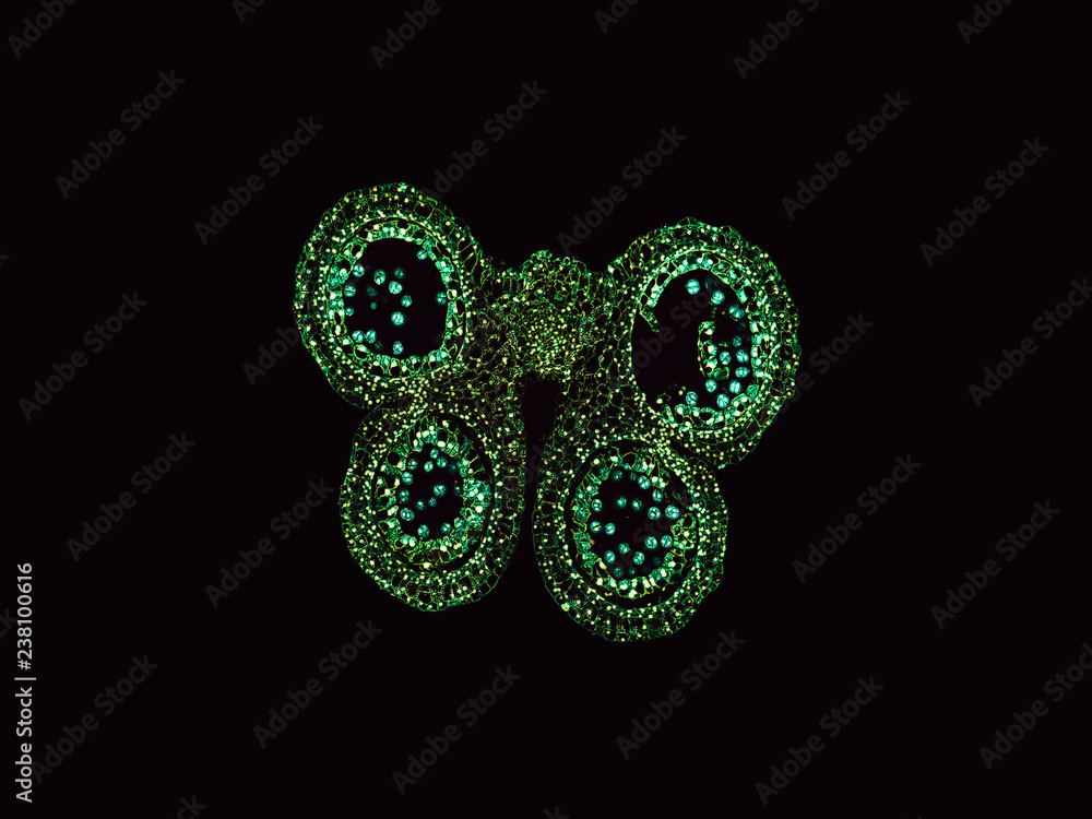 lilium anther - cross section cut under the microscope – microscopic ...