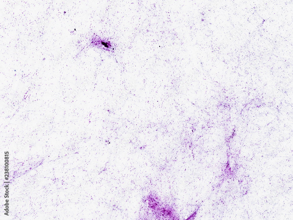 loose connective tissue - cross section cut under the microscope ...