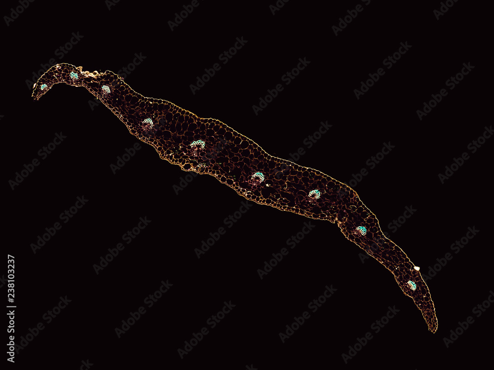 phaseolus vulgaris bean pulvinus - cross section cut under the ...