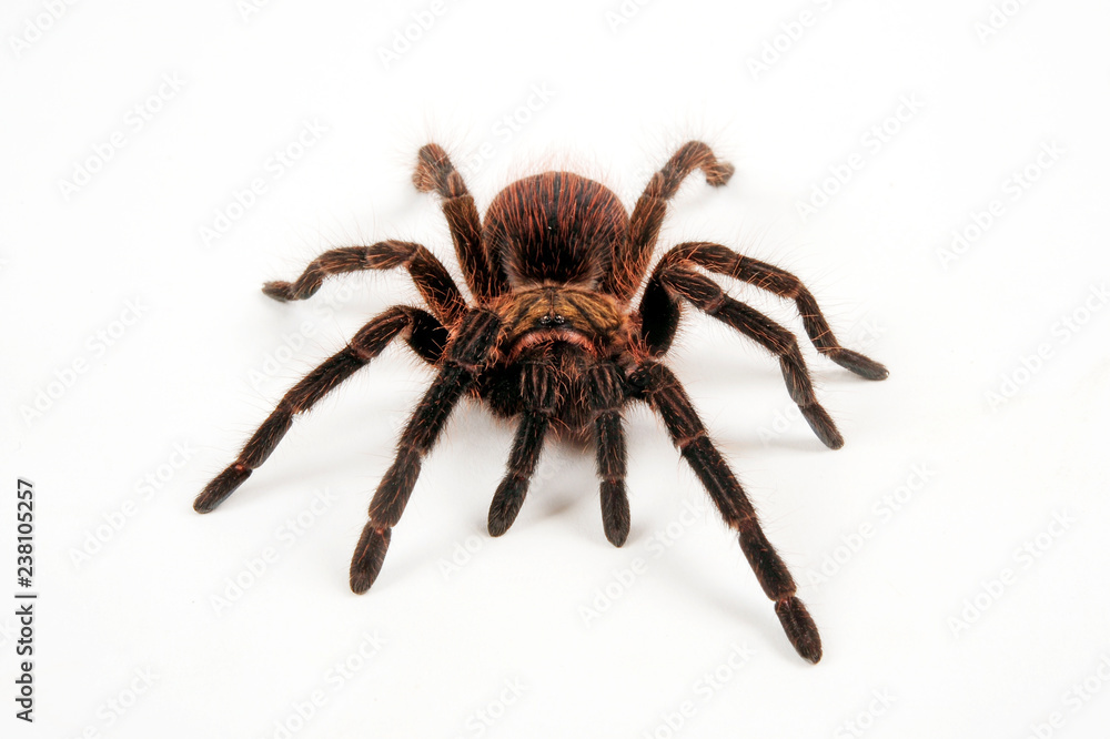 Kuba-Vogelspinne (Phormictopus cubensis) - tarantula from Cuba Stock ...