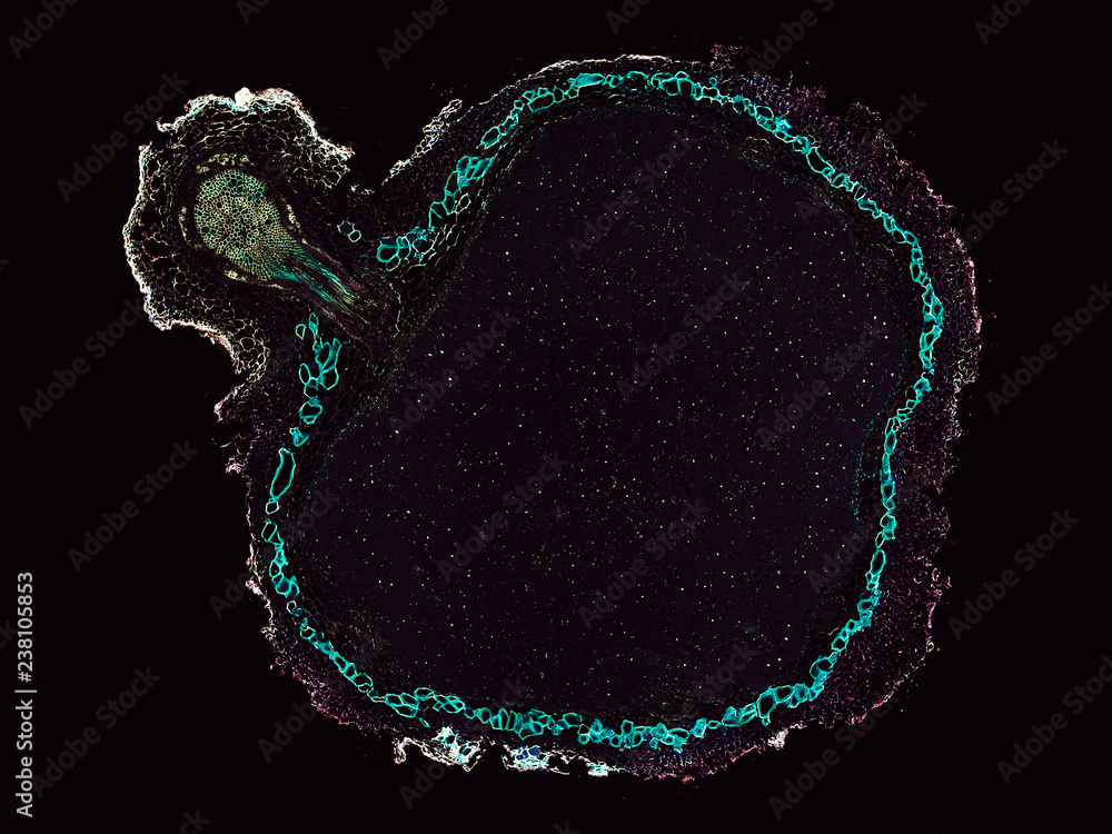 Rhizobium Microscope