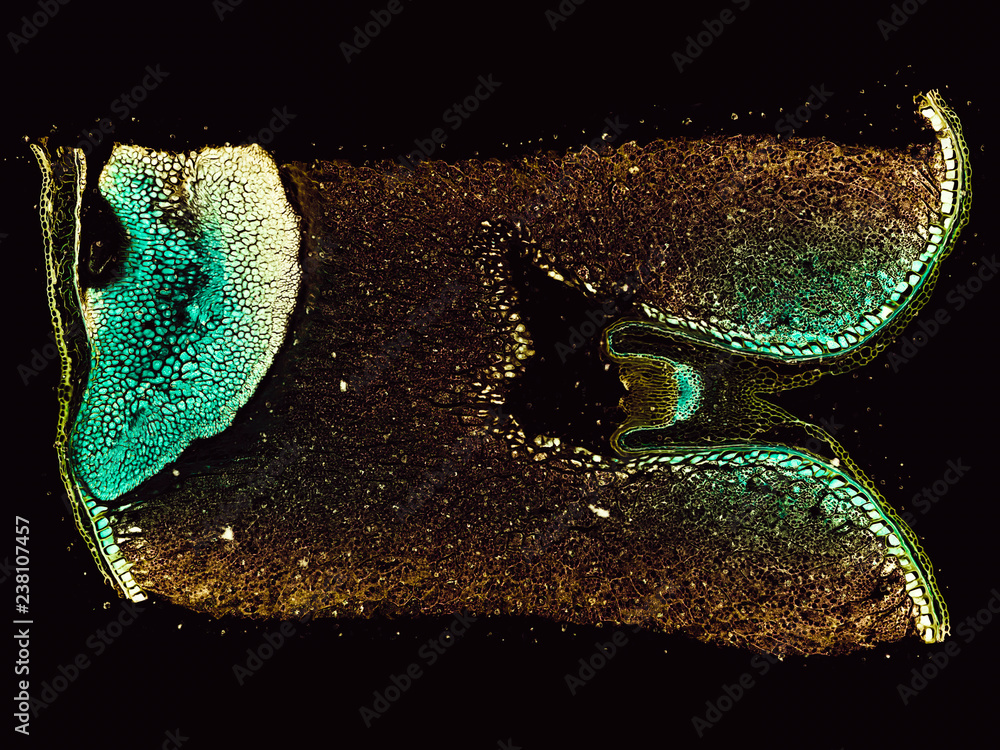 triticum aestivum wheat grain kernel - cross section cut under the ...