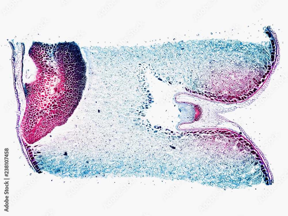 triticum aestivum wheat grain kernel - cross section cut under the ...