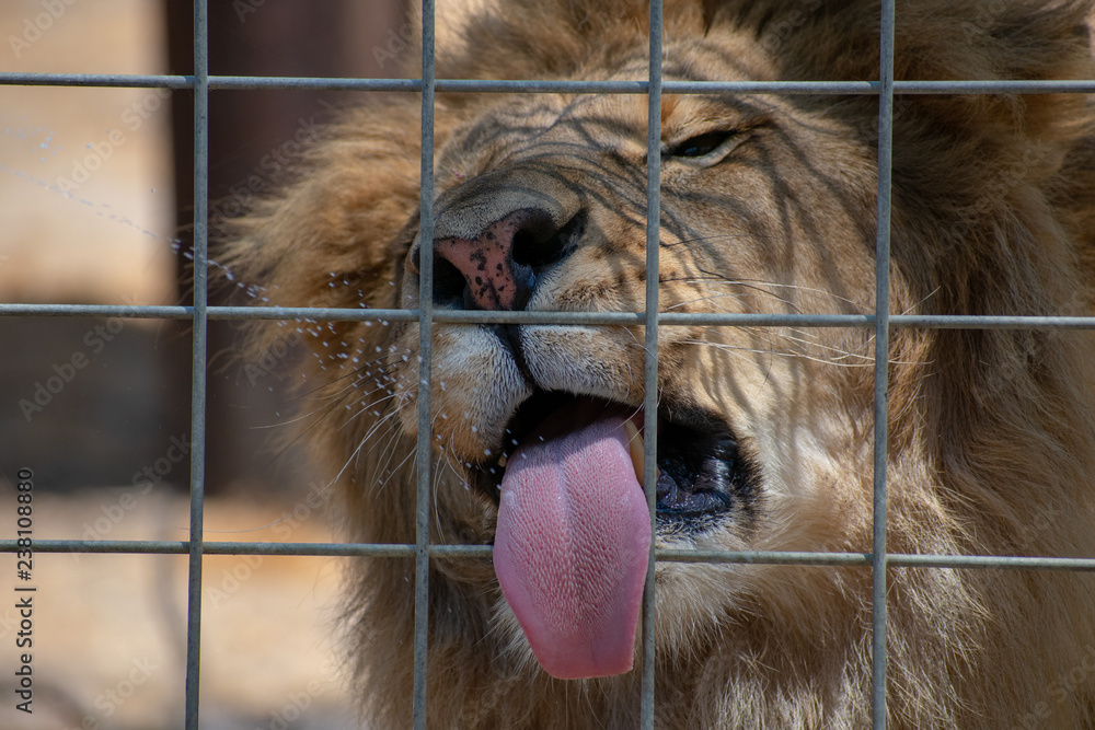 Male African lion catches drops of milk with tongue through cage during ...