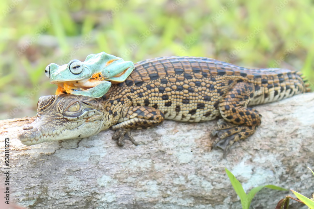 Borneo river crocodile and Dumpy tree frog Stock Photo | Adobe Stock