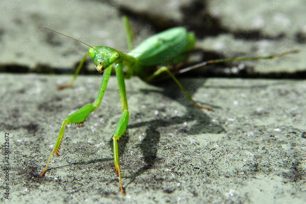 Praying Mantis Pregnant