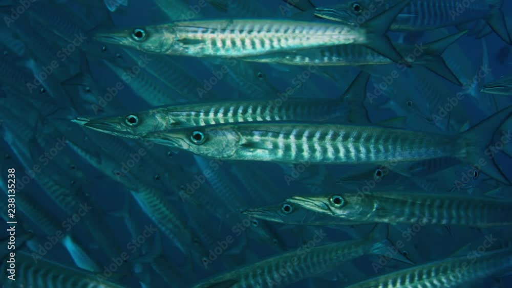 Sawtooth Barracuda Fish