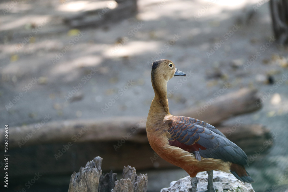 Brown color of duck is standing. It is a waterbird with a broad blunt ...