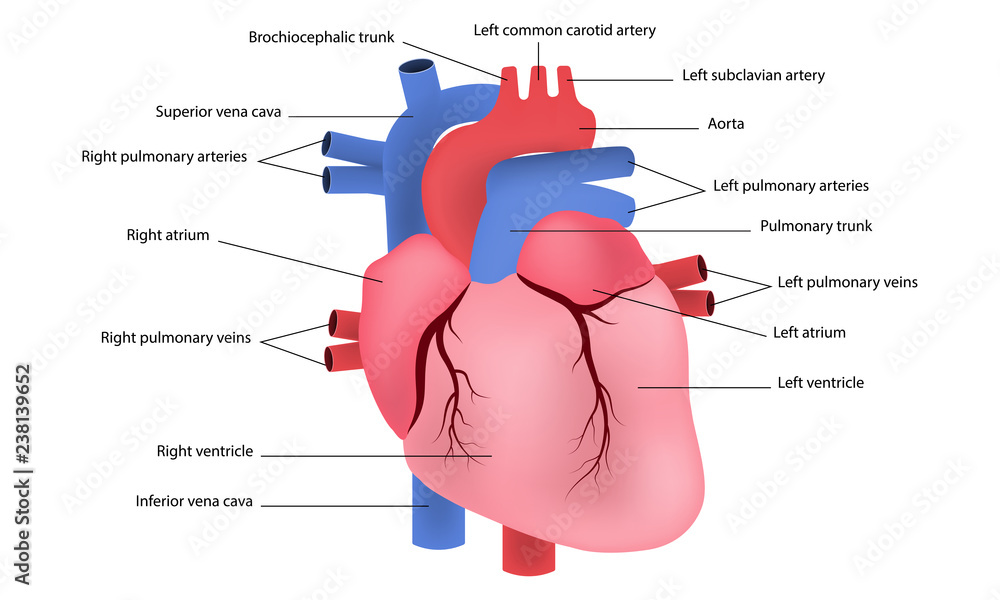 Diagram of human heart vector Stock Vector | Adobe Stock