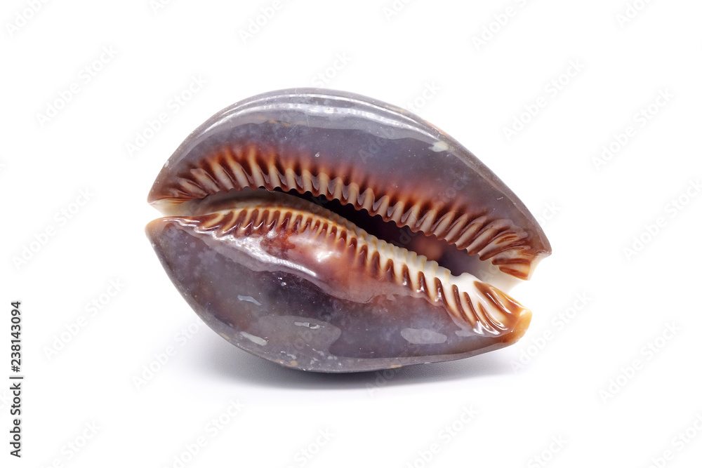 Shells / Sea shells : Cowrie shell , Isolated on white background ...