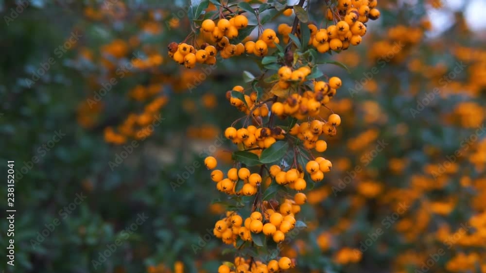Crataegus commonly called hawthorn, thornapple, May-tree, whitethorn ...