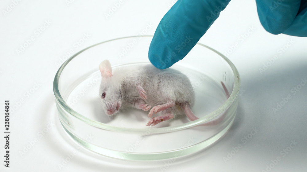 laboratory mouse died after testing medication. Concept - side effects ...