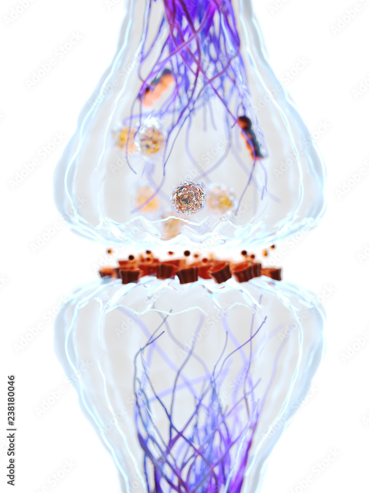 3d rendered medically accurate illustration of the synapse anatomy ...