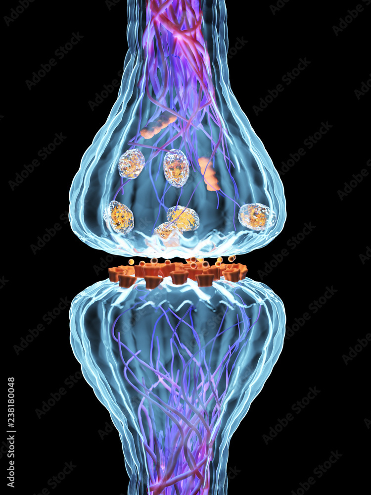 3d rendered medically accurate illustration of the synapse anatomy ...