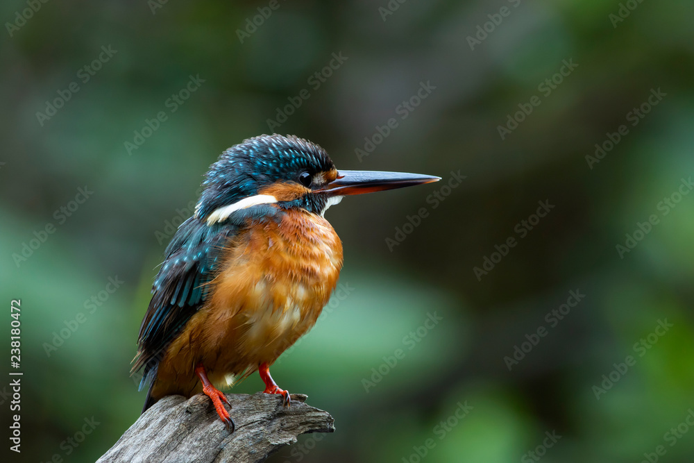 The common kingfisher also known as the Eurasian kingfisher, and river ...