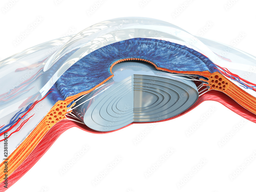 3d rendered medically accurate illustration of the eye anatomy Stock ...