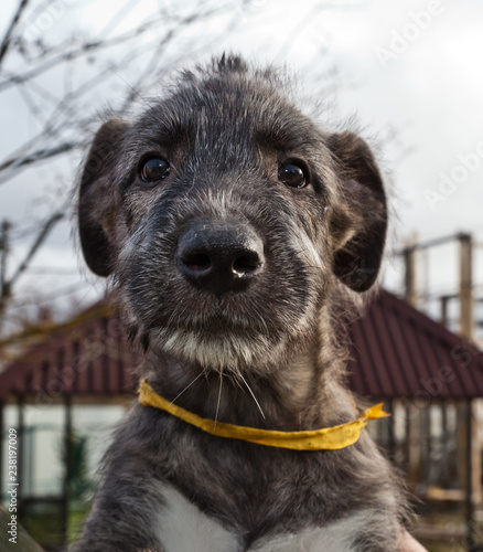 Pitbull Irish Wolfhound Mix